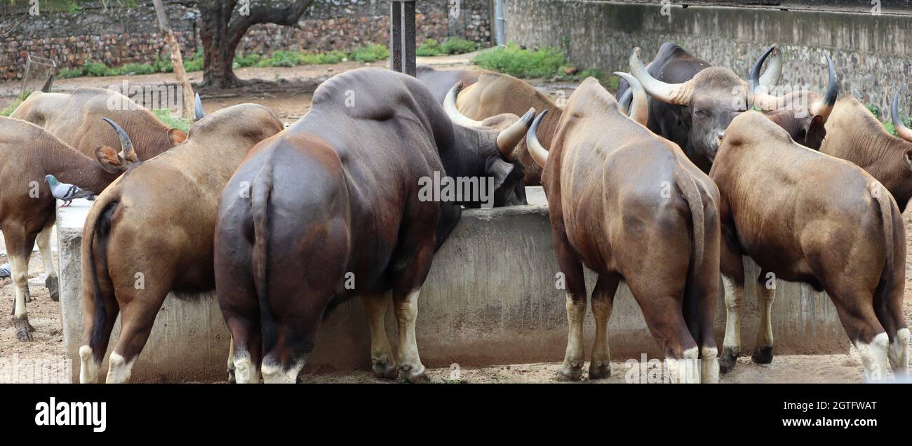 Backside of cow hi-res stock photography and images - Alamy