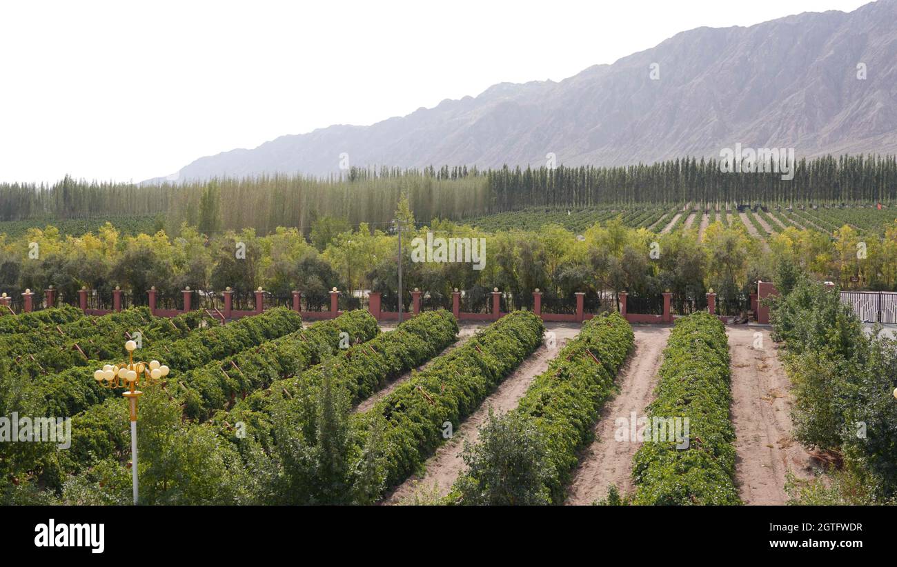 Urumqi. 24th Sep, 2021. Photo taken on Sept. 24, 2021 shows a vineyard ...