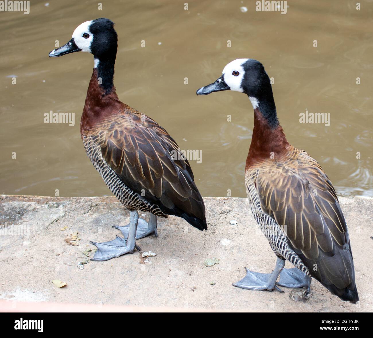 Madagascar geese hi-res stock photography and images - Alamy
