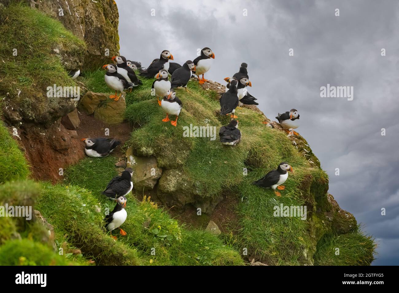 Huge colonies of Atlantic puffins breeding on the cliffs of the Mykines ...
