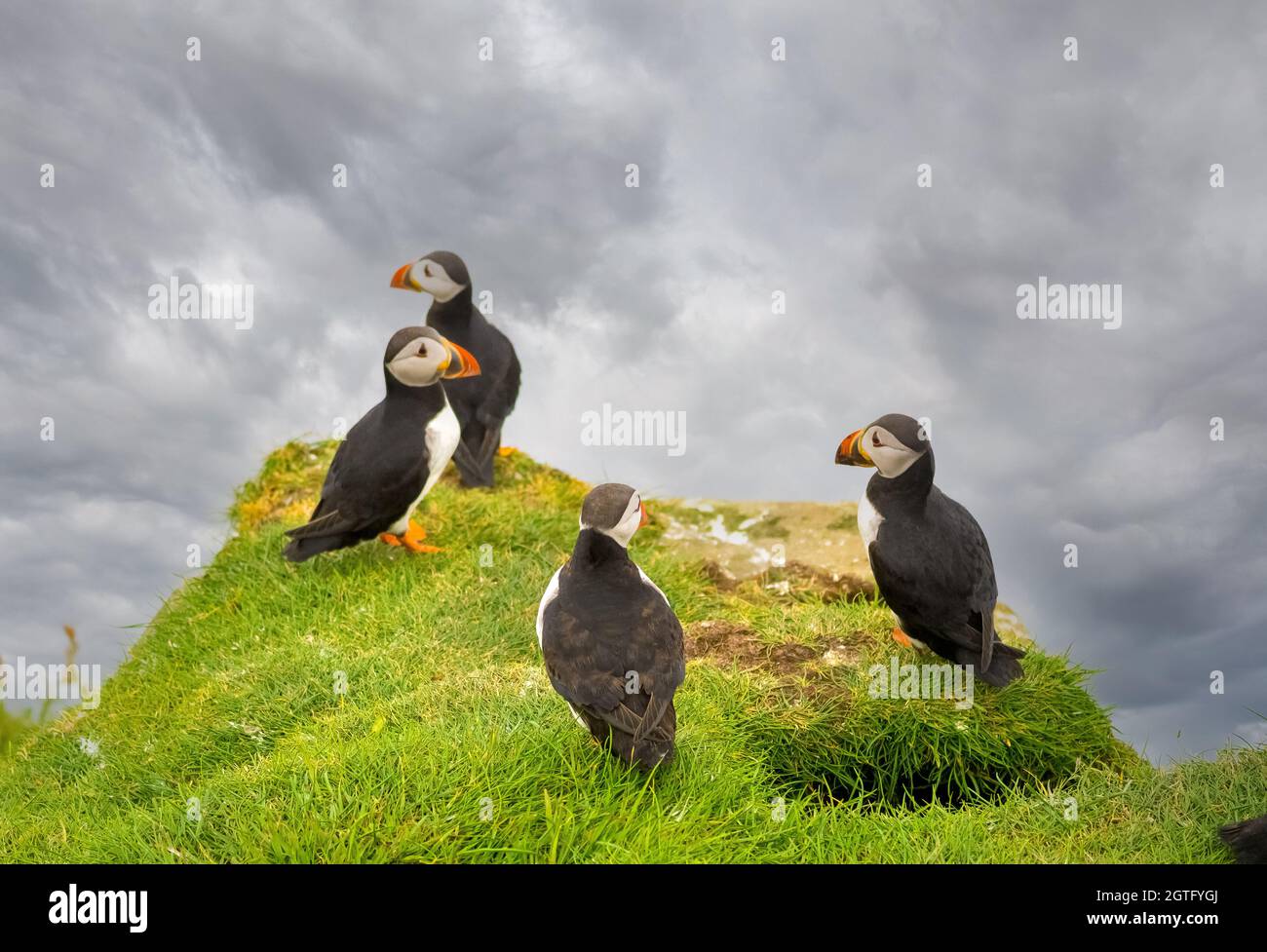 Huge colonies of Atlantic puffins breeding on the cliffs of the Mykines ...