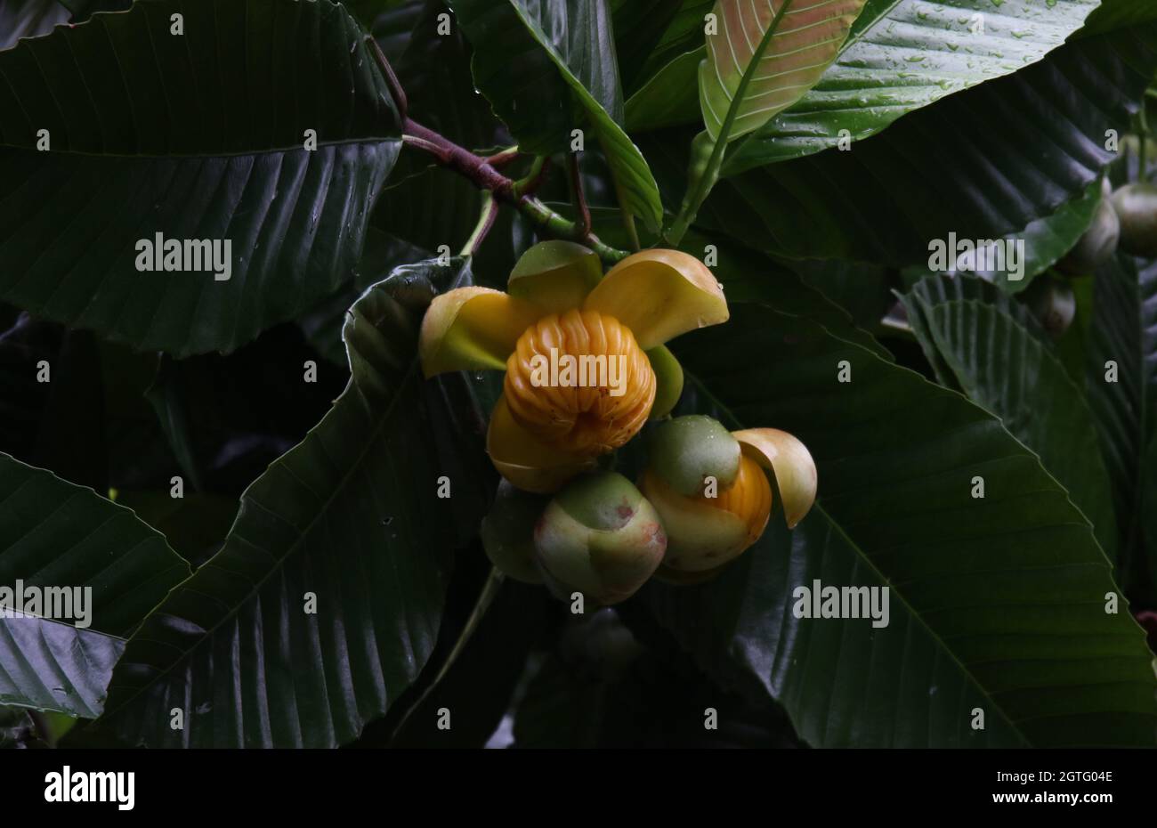 Banana grows hi-res stock photography and images - Alamy