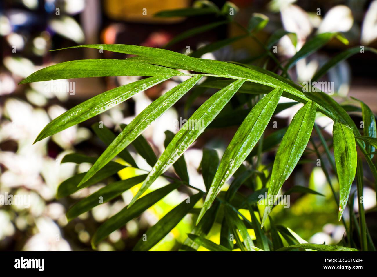 Areca palm chrysalidocarpus lutescens hi-res stock photography and ...