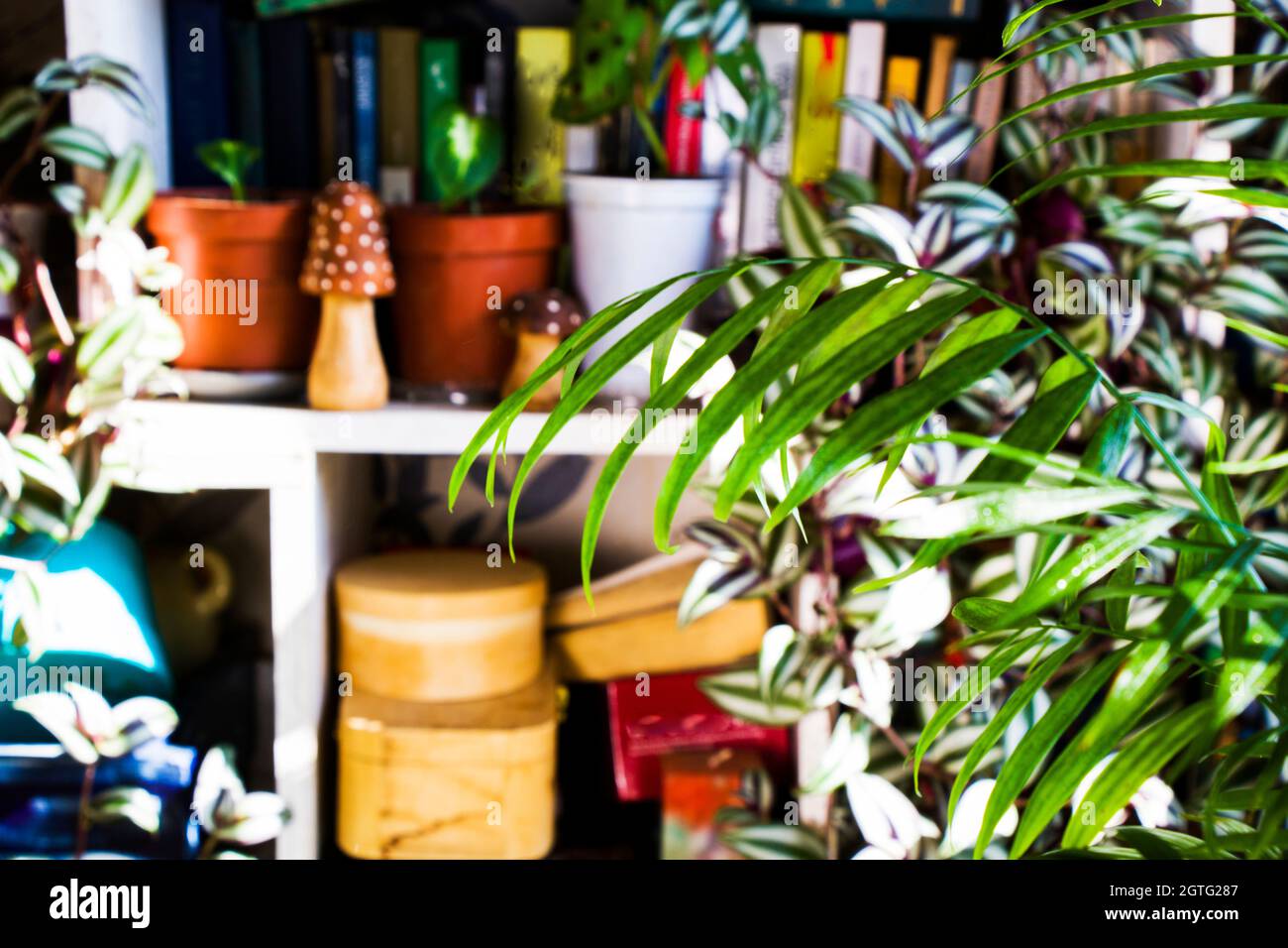 Areca palm house plant hi-res stock photography and images - Alamy