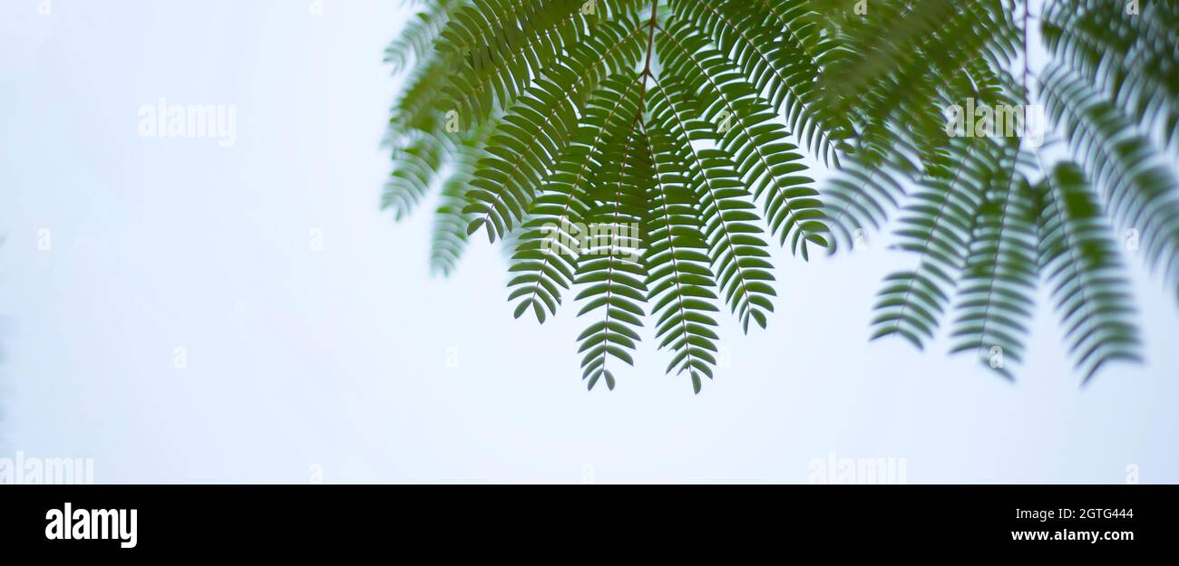 Green branches with leaves on a background of blue sky. Banner. Frame ...