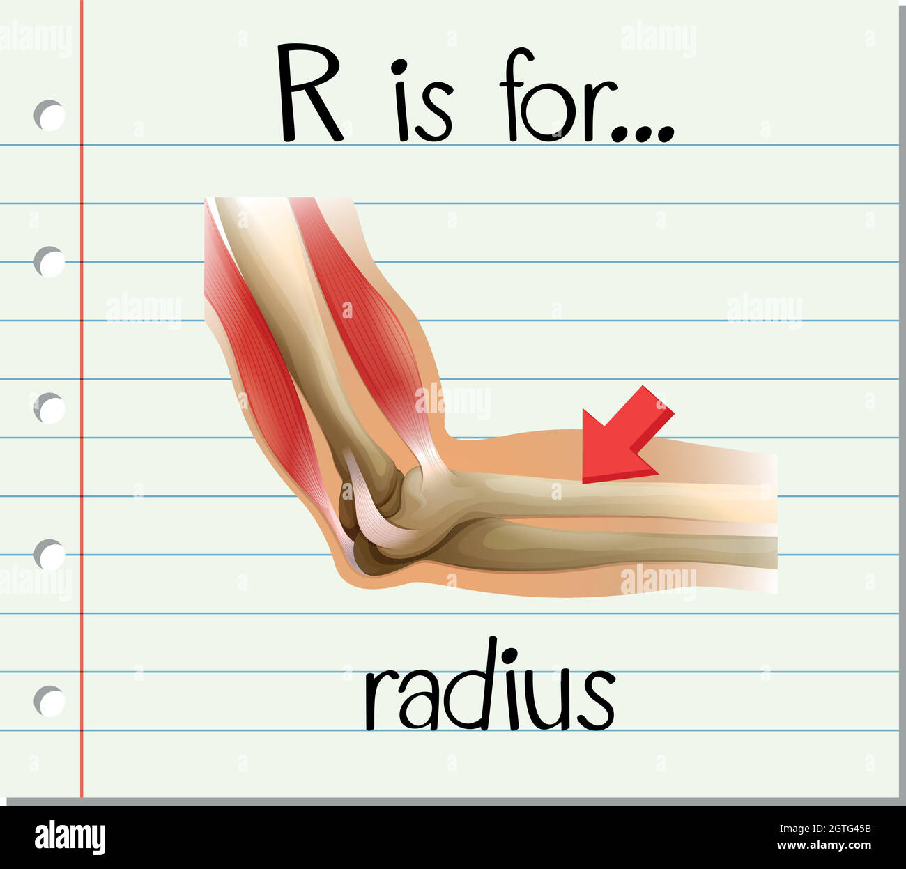 Flashcard letter R is for radius Stock Vector Image & Art - Alamy