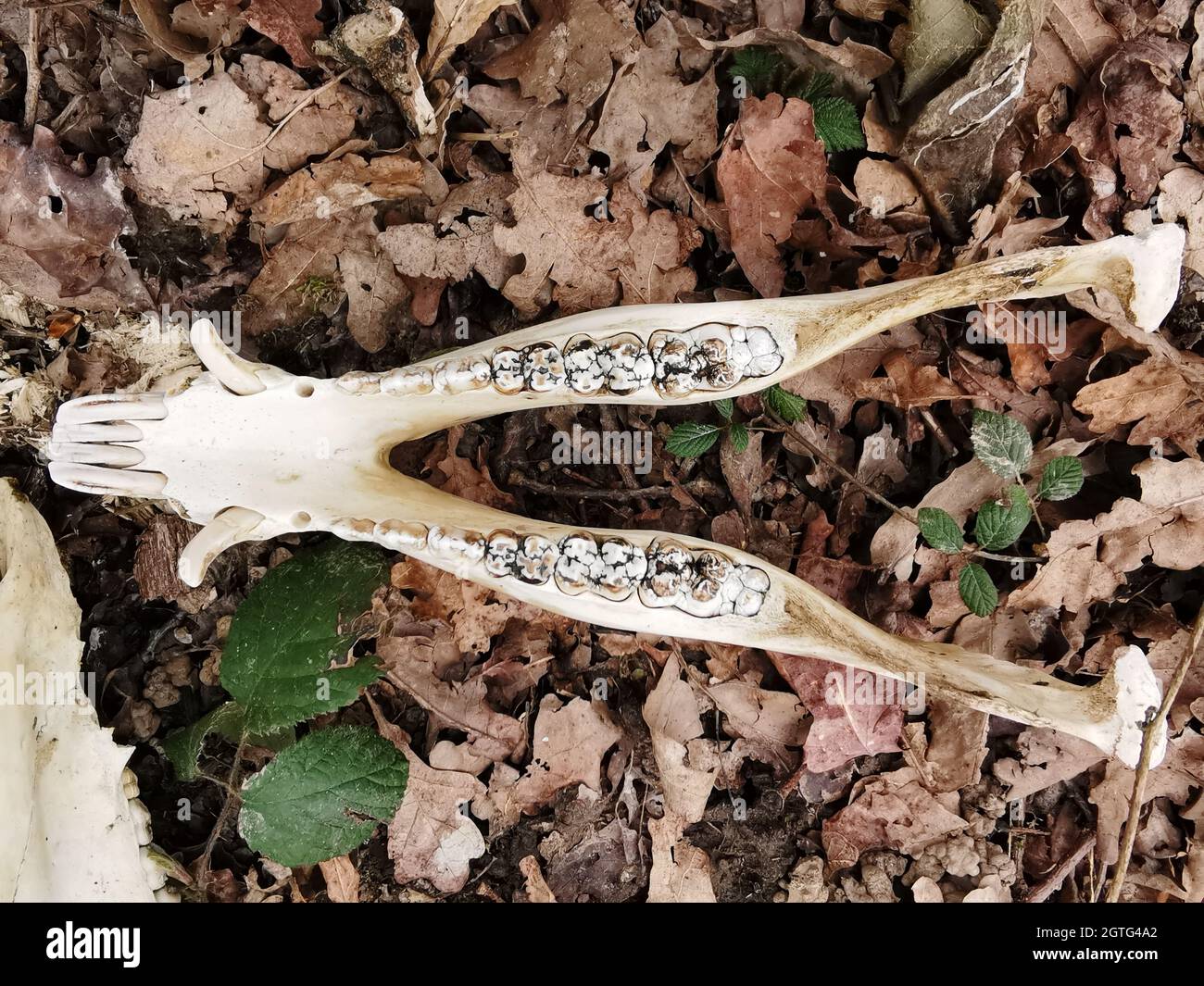 Pig Skeleton High Resolution Stock Photography and Images - Alamy