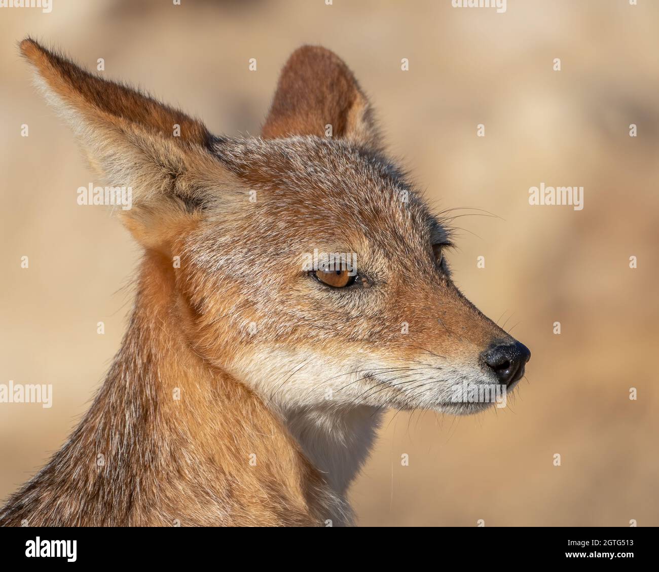 Jackal face hi-res stock photography and images - Alamy