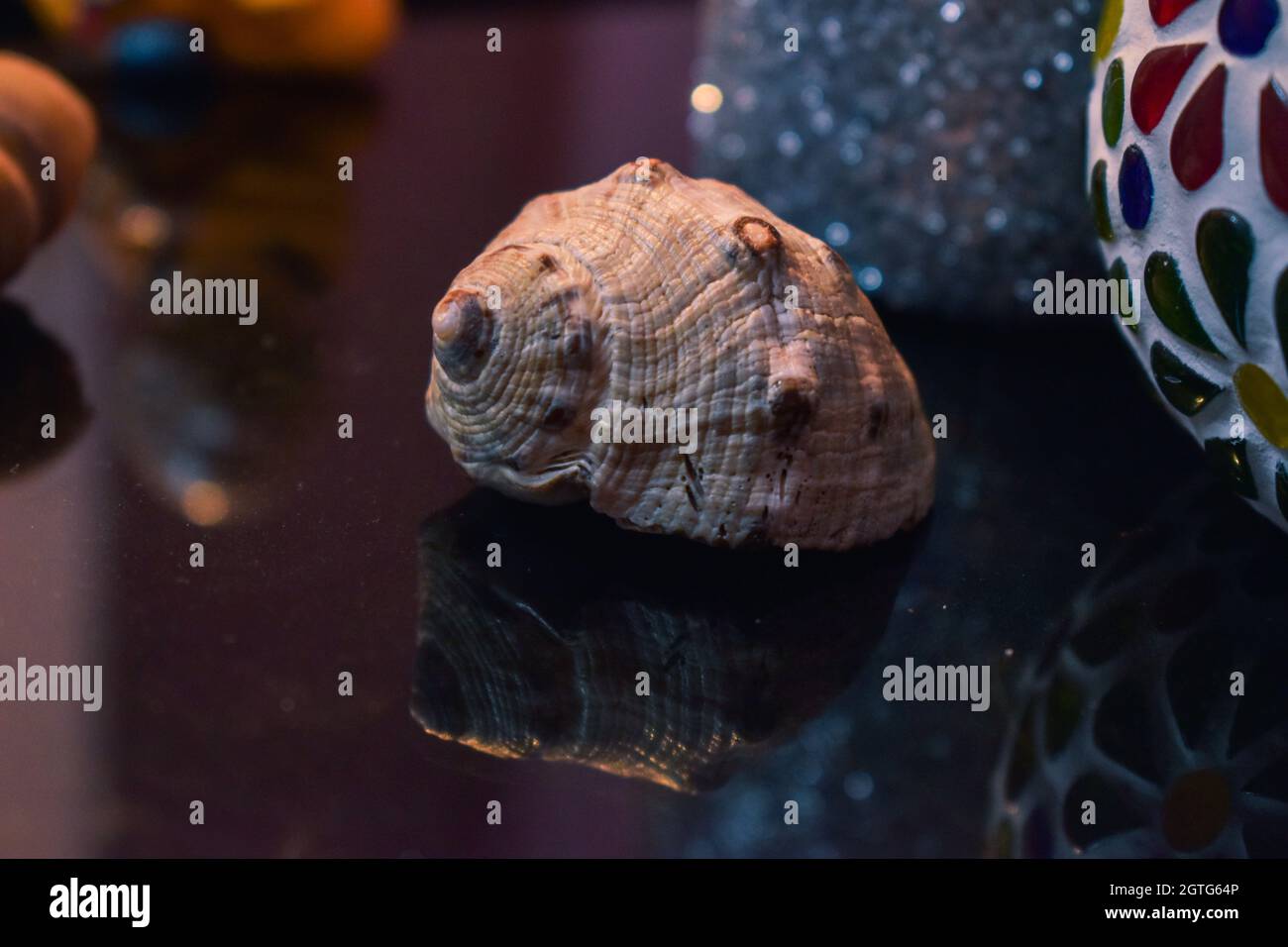 Close up of a conch shell hi-res stock photography and images - Alamy