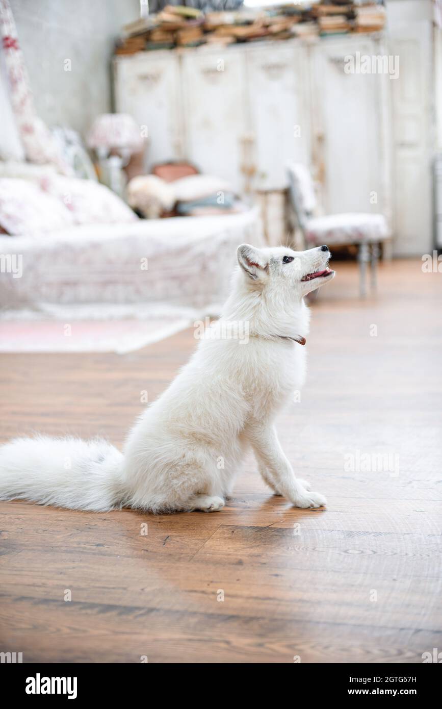 Fox shepherd hi-res stock photography and images - Alamy