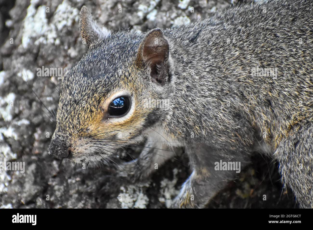 Eye of the world hi-res stock photography and images - Alamy