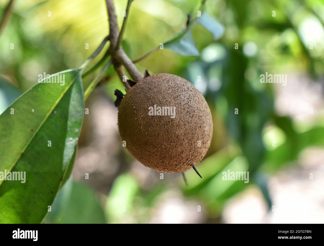 Sapodilla seedling hi-res stock photography and images - Alamy