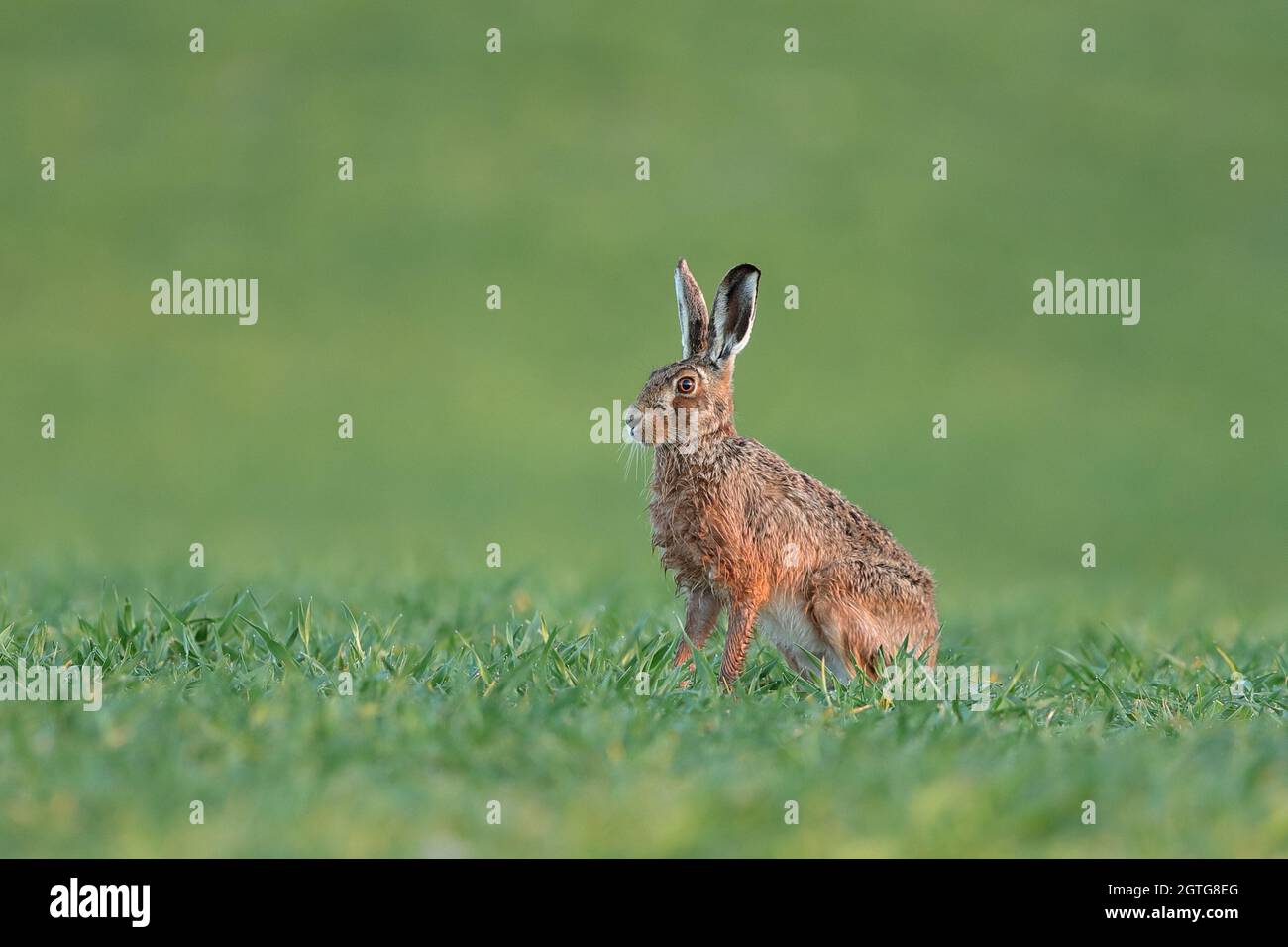 Side view portrait brown hare hi-res stock photography and images - Alamy