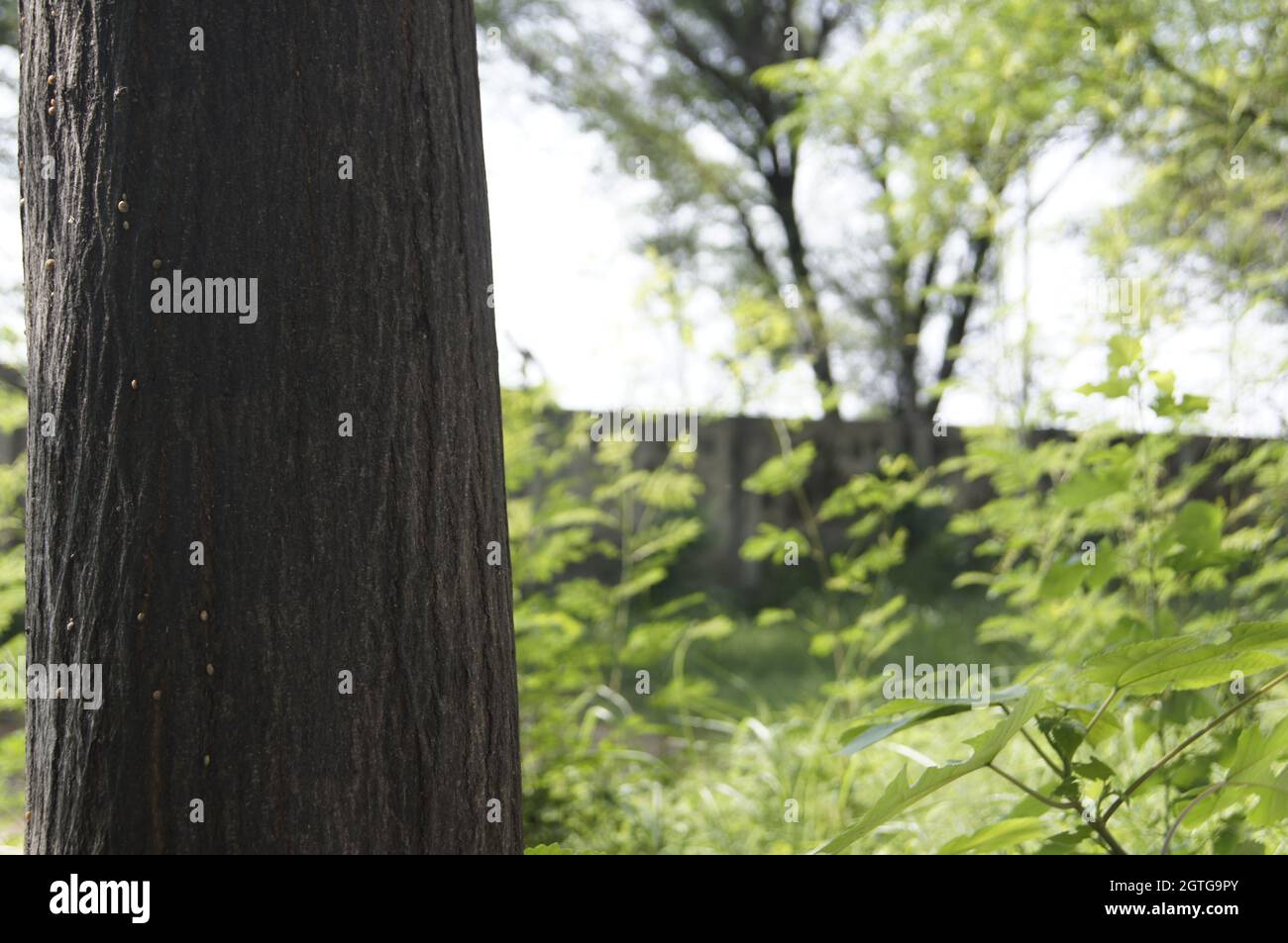 nature is life Stock Photo - Alamy