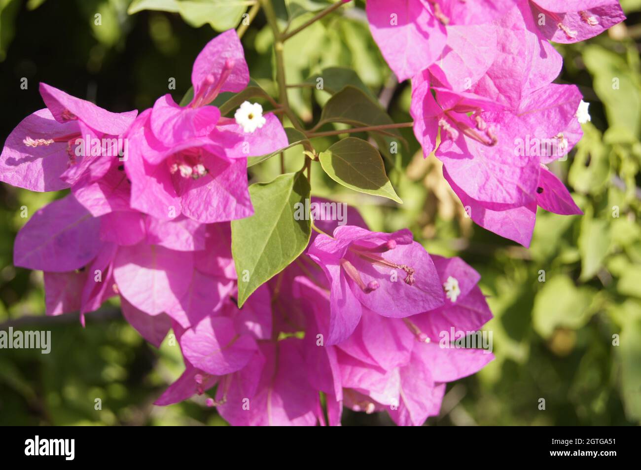 nature is life Stock Photo - Alamy