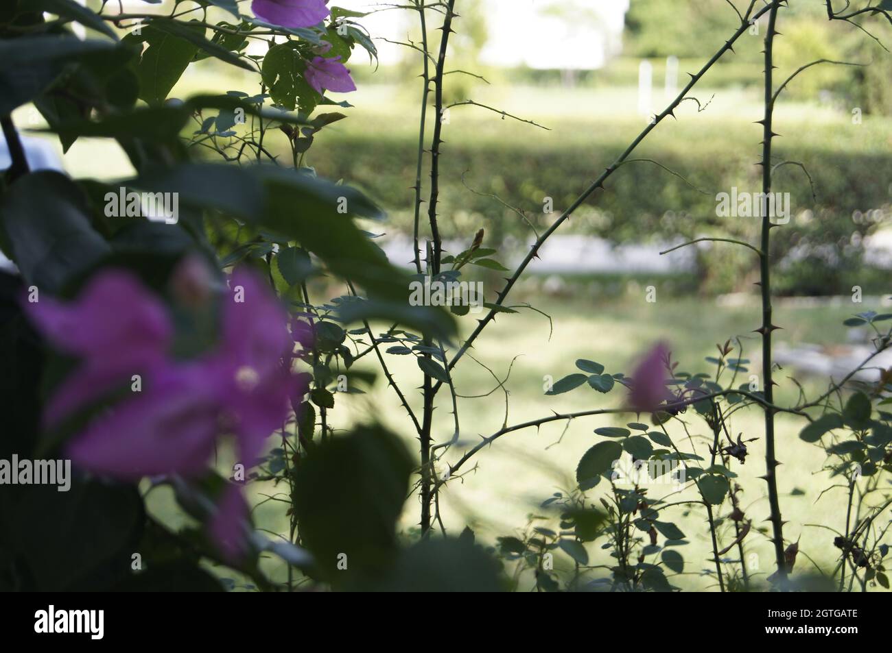 nature is life Stock Photo - Alamy