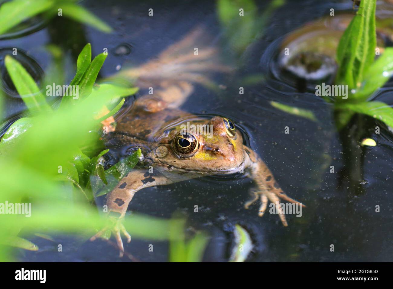 Frog In Lake Stock Photo - Alamy