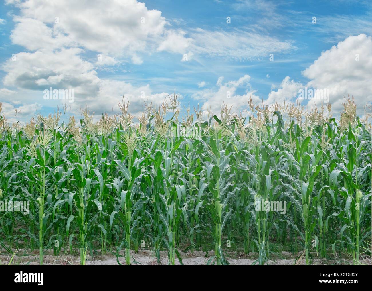 Popcorn plantation hi-res stock photography and images - Alamy