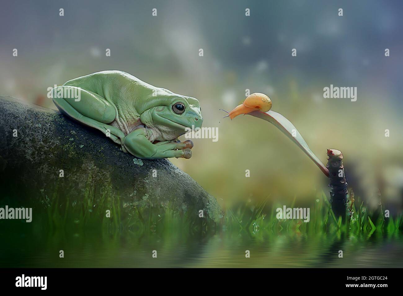 Up mouth snails hi-res stock photography and images - Alamy