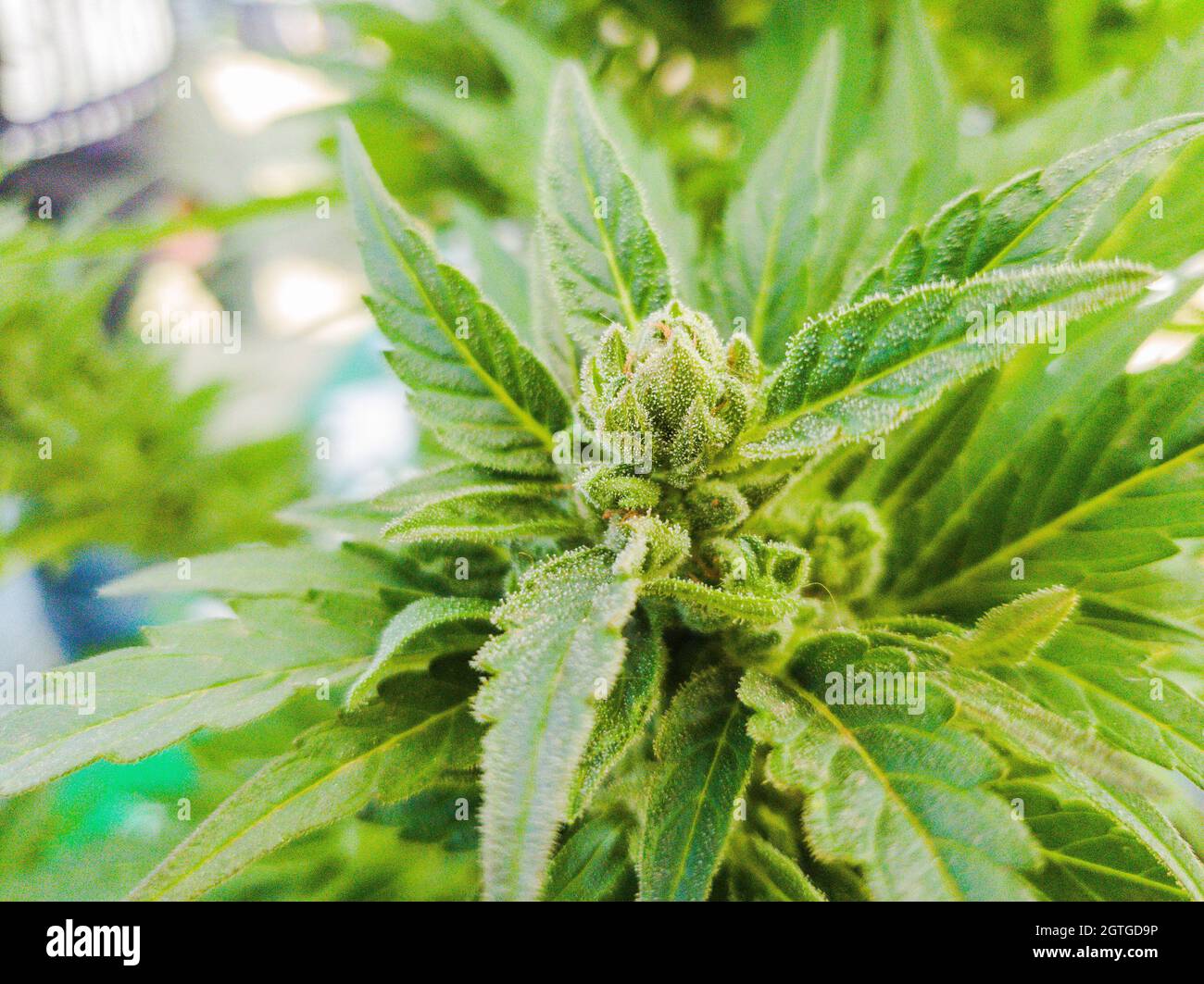 World weed day hi-res stock photography and images - Alamy