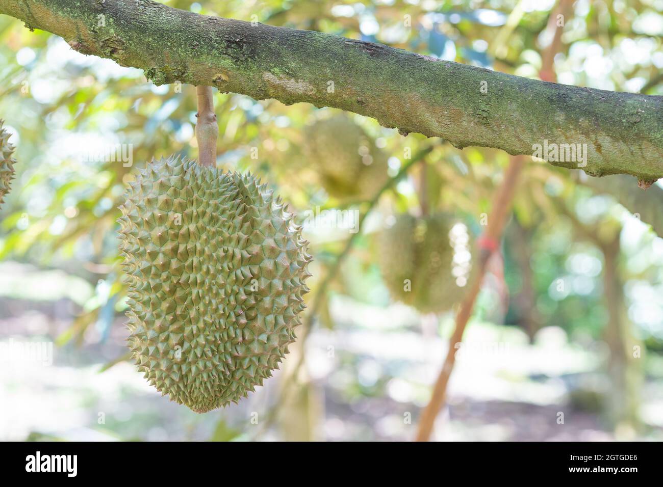 Forest durians hi-res stock photography and images - Alamy