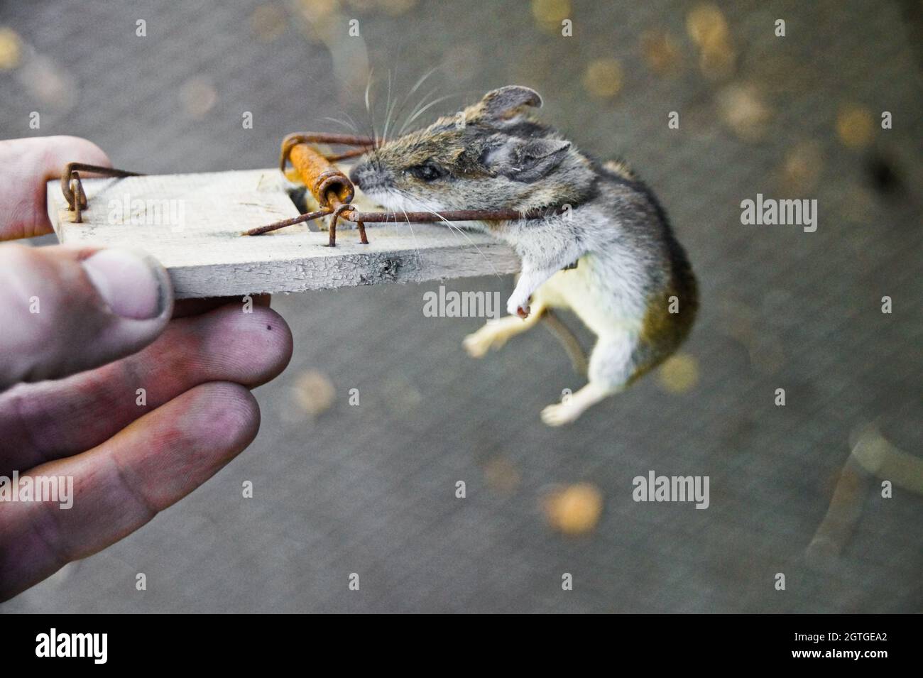 Human eating insect hi-res stock photography and images - Alamy