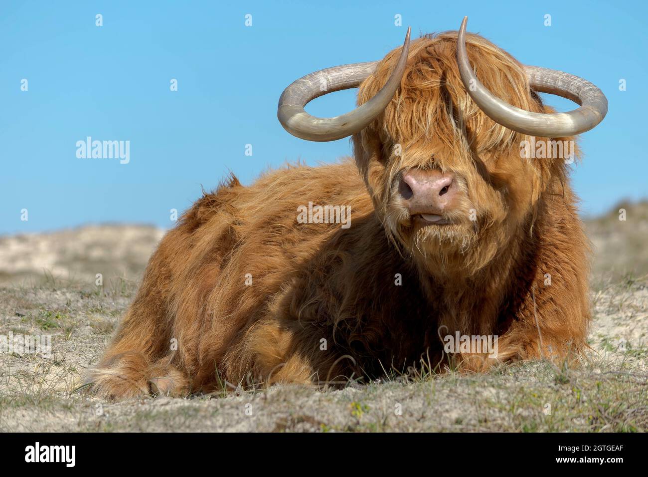 Animal for catle hi-res stock photography and images - Alamy