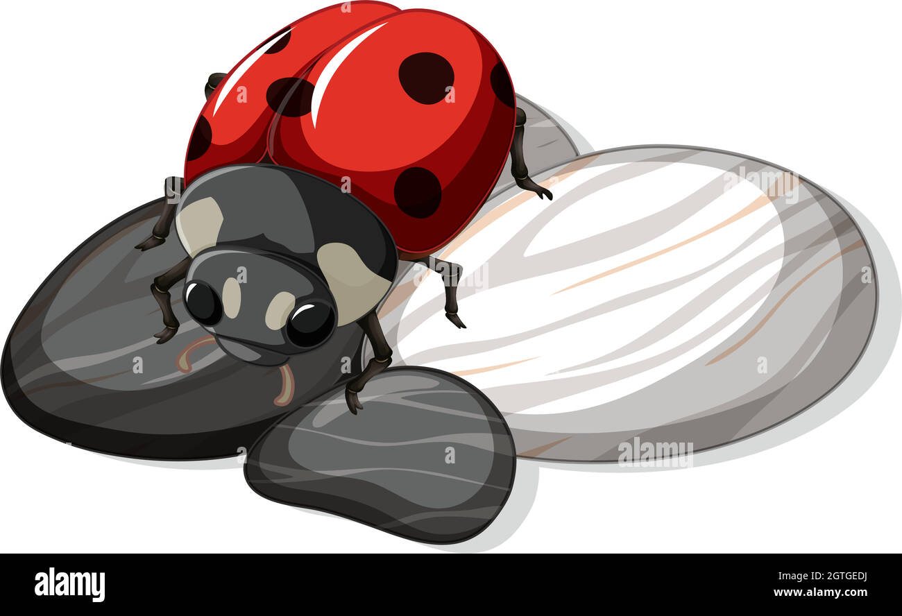 Close up view ladybug Stock Vector Images - Alamy