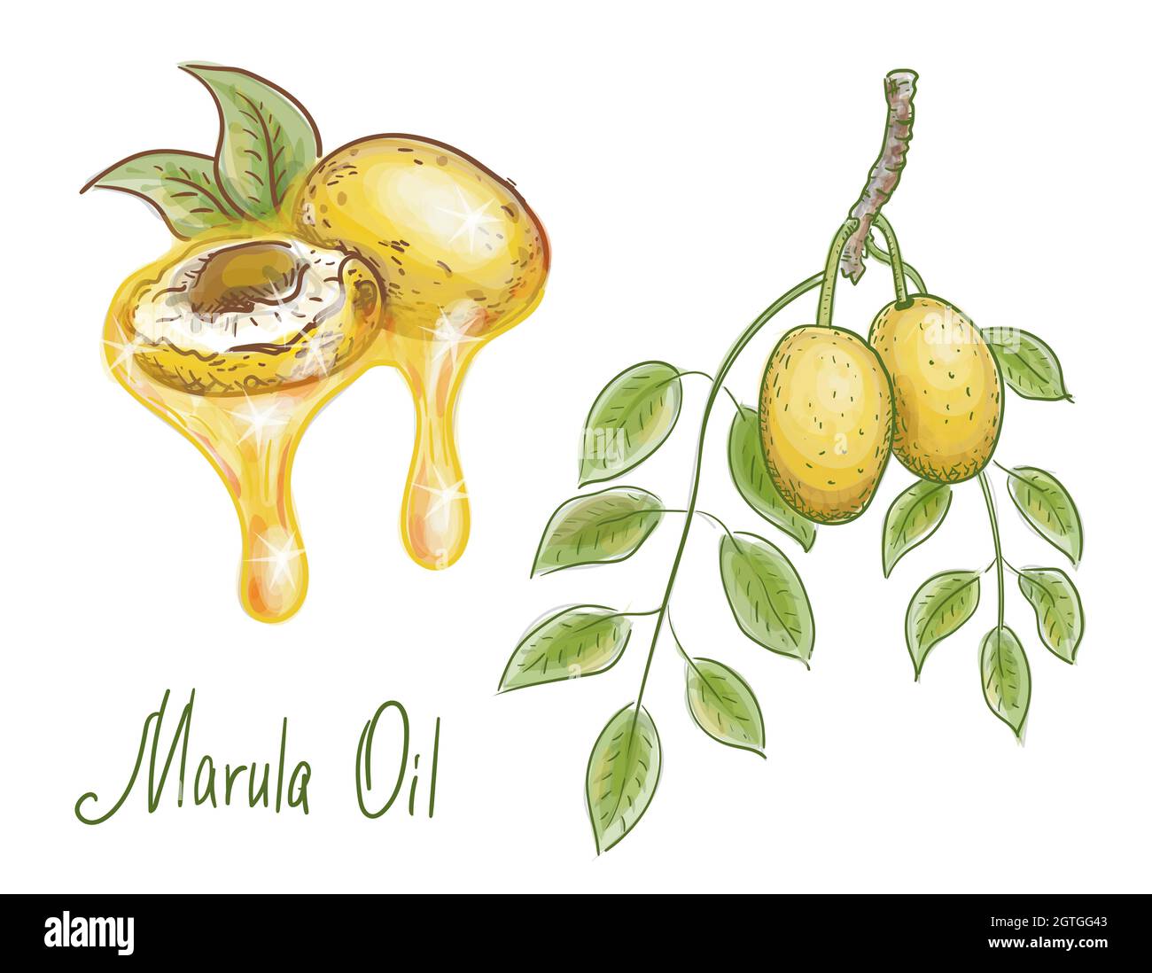 Oil Sclerocarya birrea or marula. Vector illustration Stock Vector ...