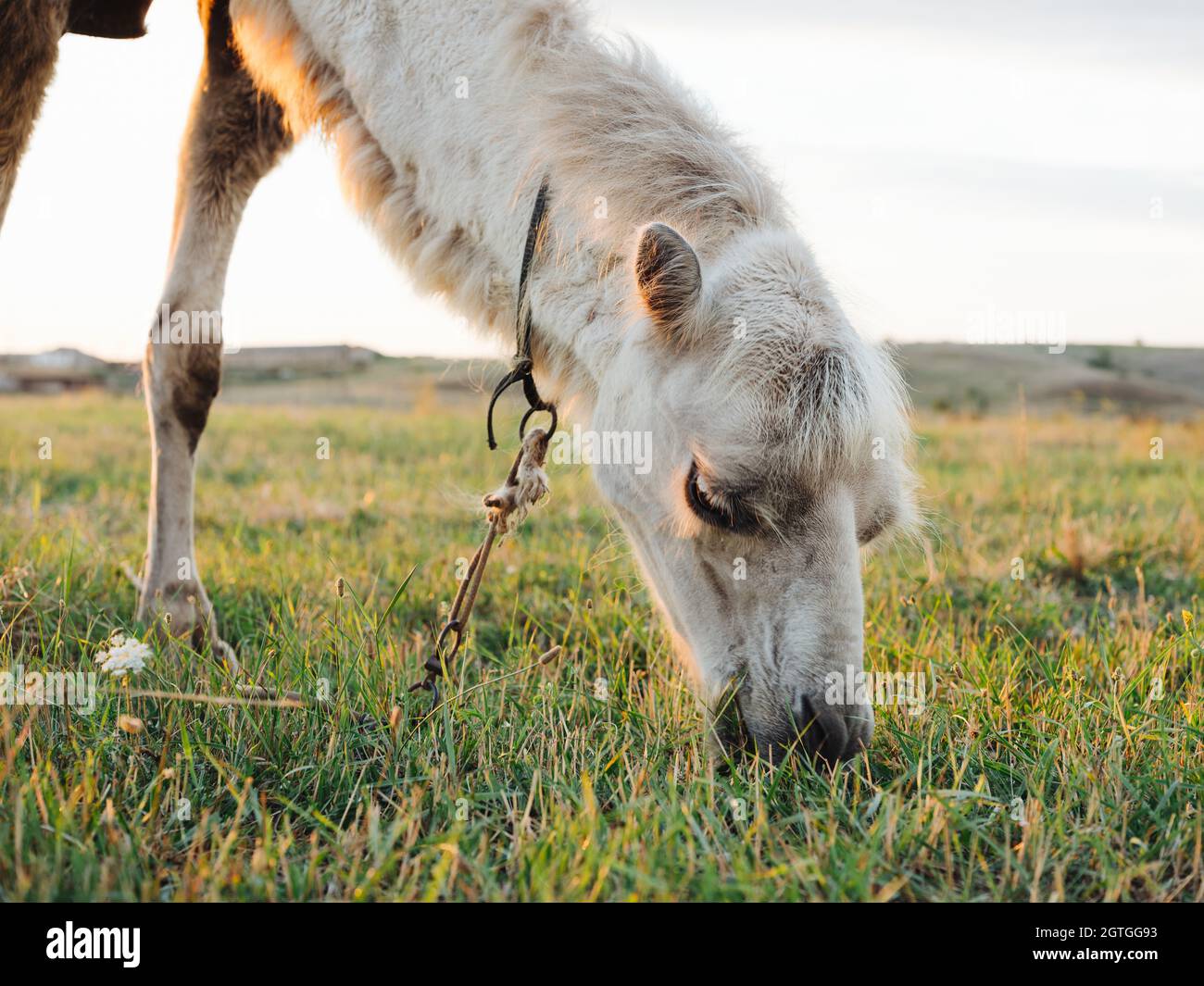 camel eating grass green field safari park animal Stock Photo - Alamy
