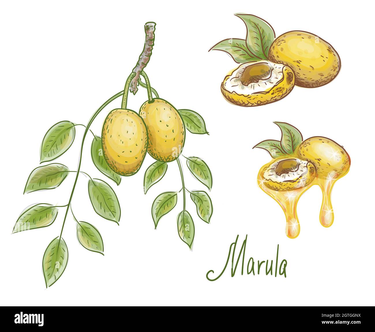 Sclerocarya birrea or marula. Vector drawn illustration Stock Vector ...