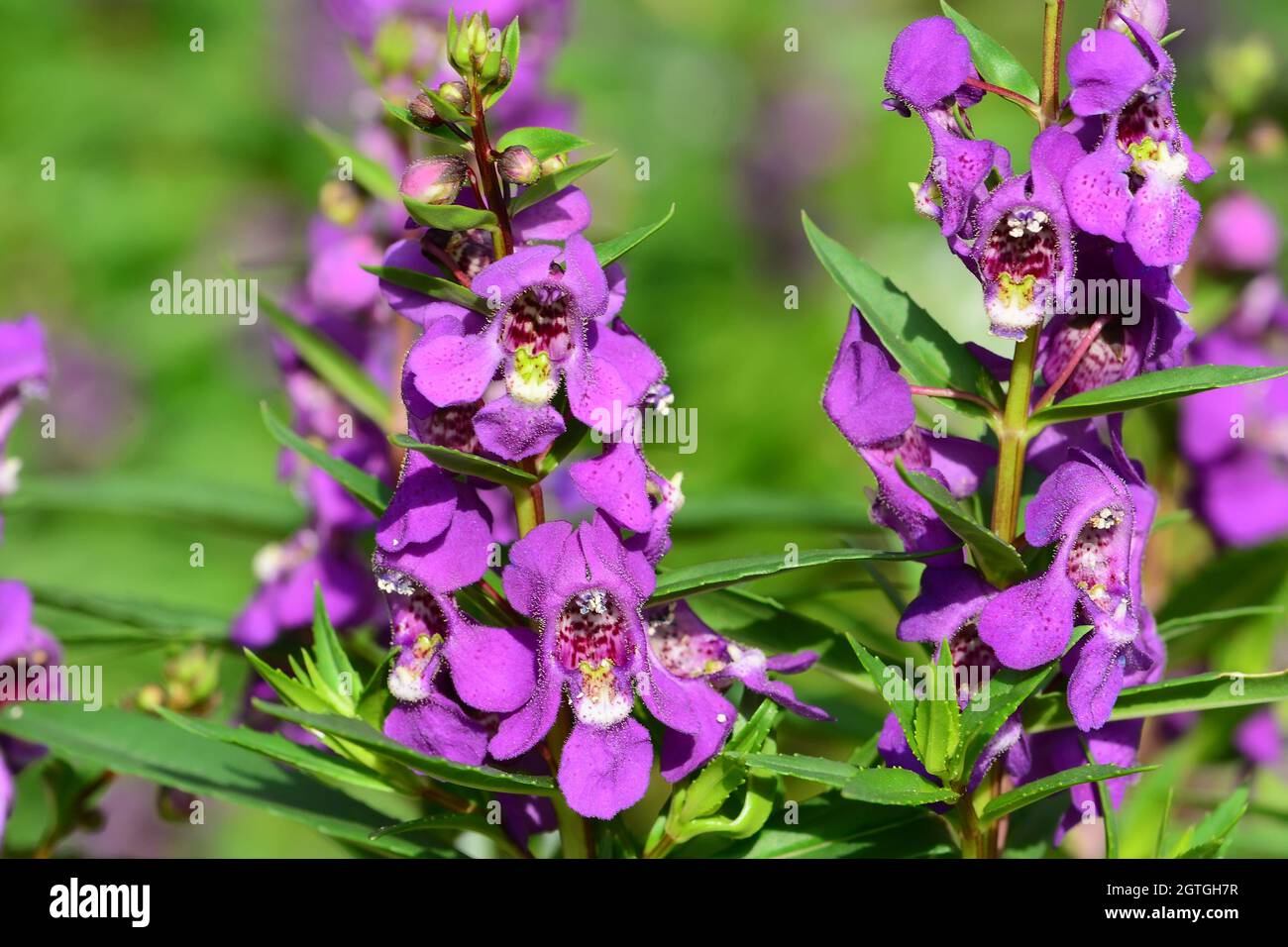 Angelonia flowerbackground hi-res stock photography and images - Alamy