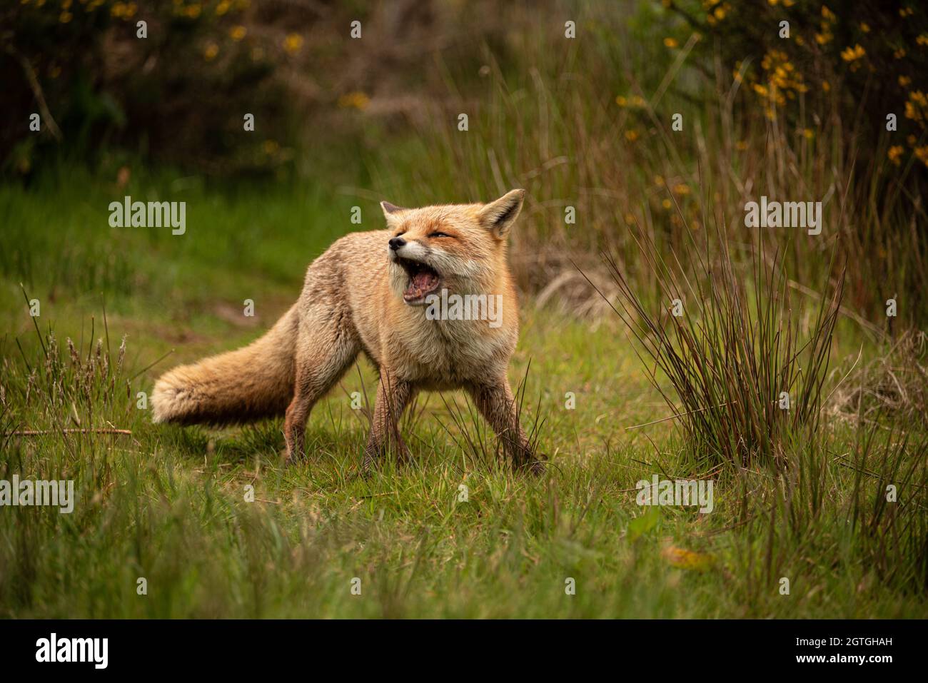 Sly animals hi-res stock photography and images - Alamy