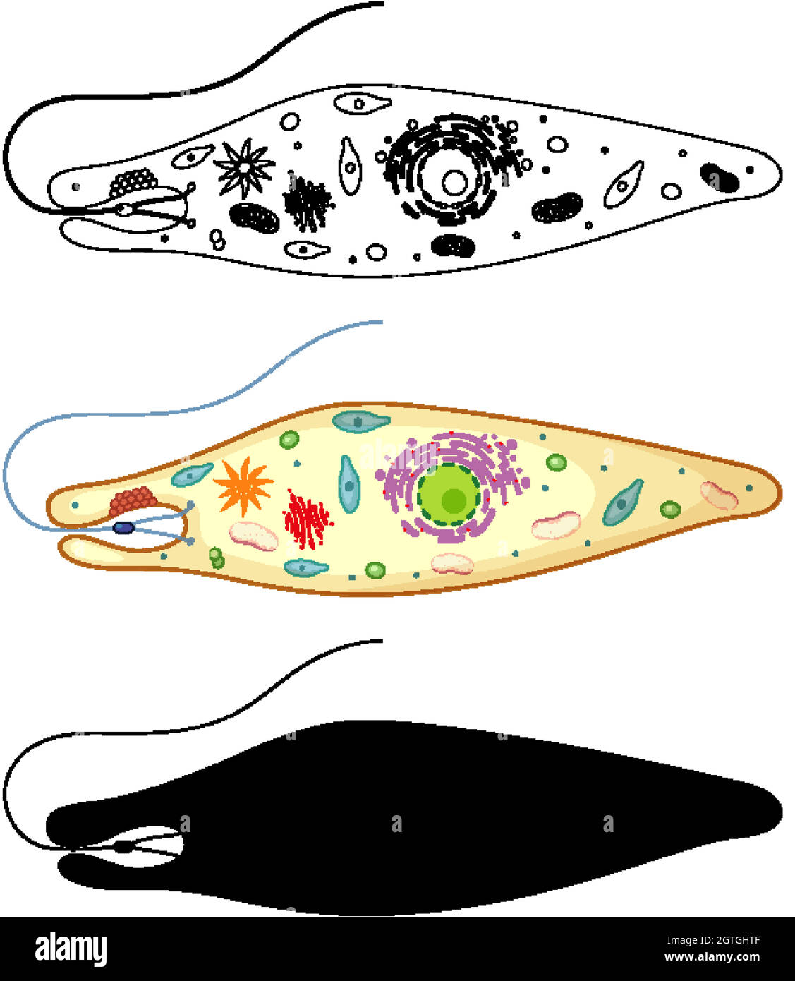 Euglena In Colour And Doodle On White Background Stock Vector Image And Art Alamy