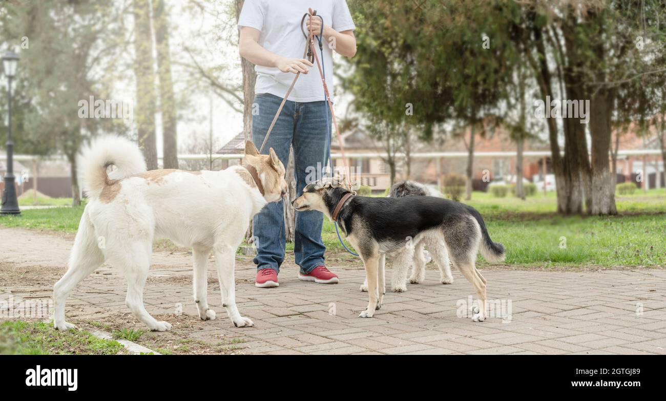 Professional Dog Walking Walker Urban High Resolution Stock Photography ...