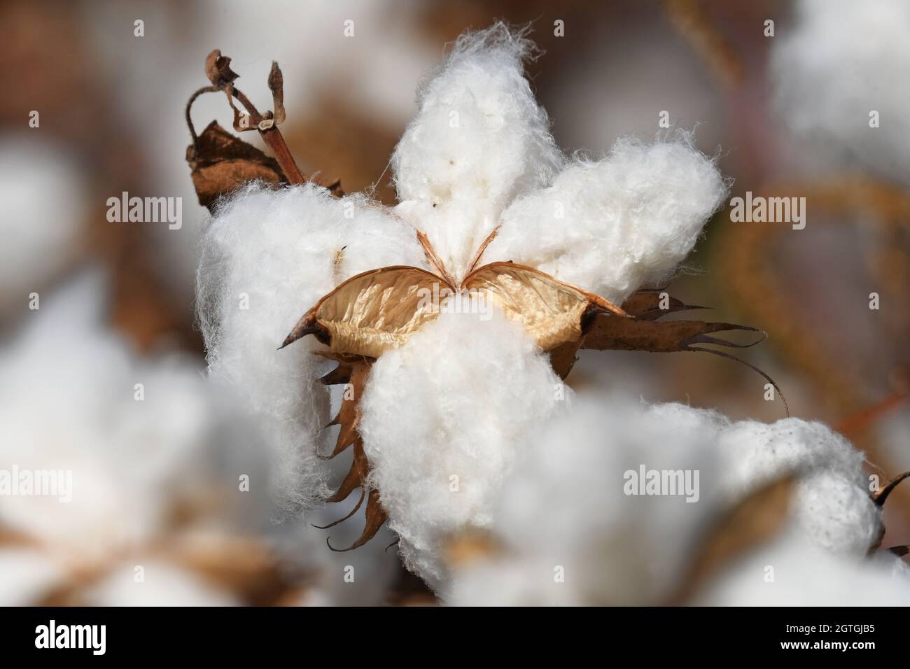 Ripe cotton plant hi-res stock photography and images - Alamy
