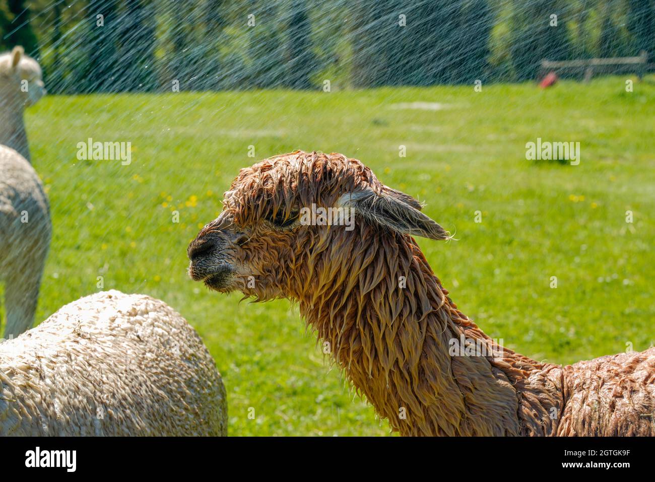 Wet alpaca hi-res stock photography and images - Alamy