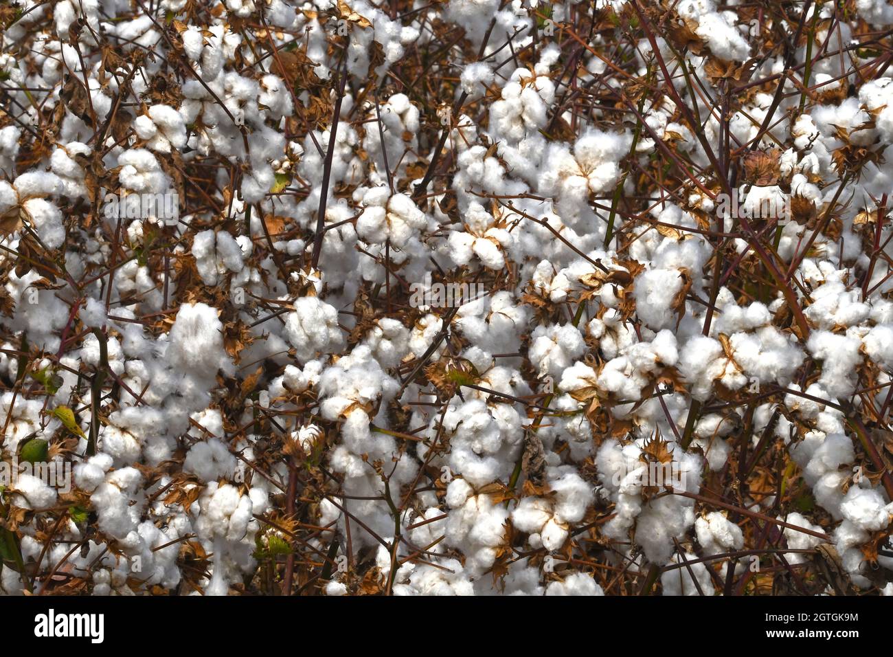 Cotton gin plantation hi-res stock photography and images - Alamy