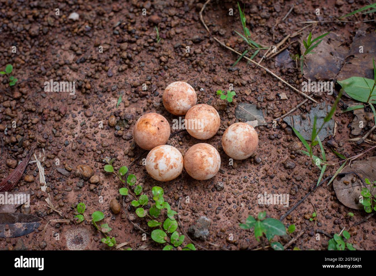 Snapping turtle top view close up hi-res stock photography and images ...