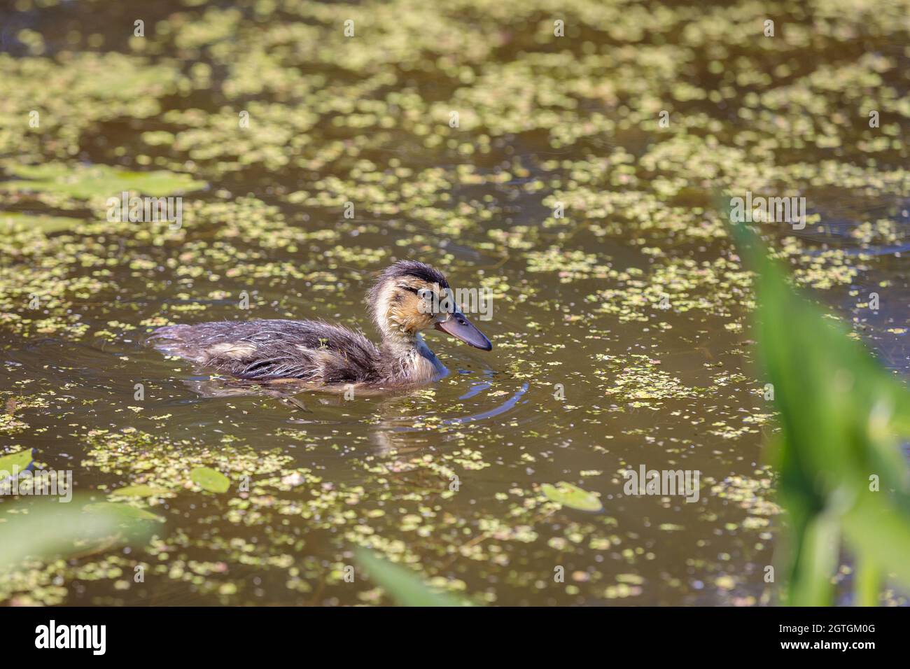 Baby ducks in swimming pool hi-res stock photography and images - Alamy