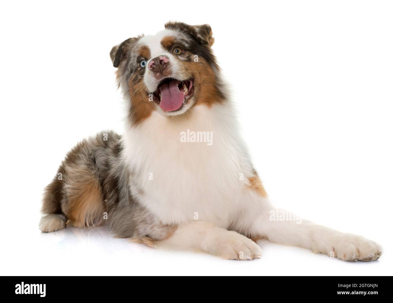 Differently colored eyes hi-res stock photography and images - Alamy