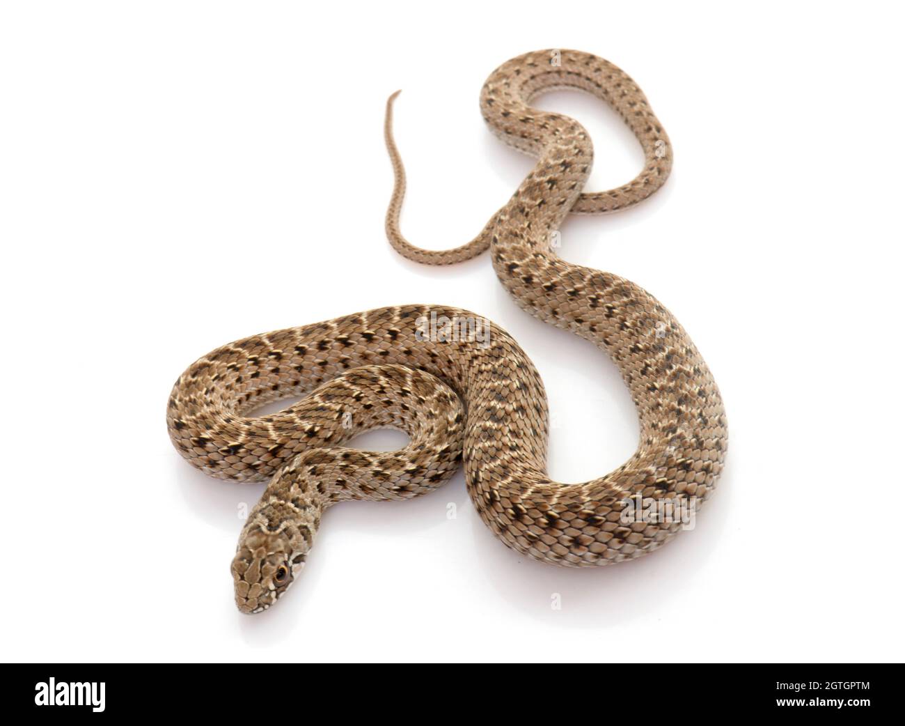 Snake on white hi-res stock photography and images - Alamy