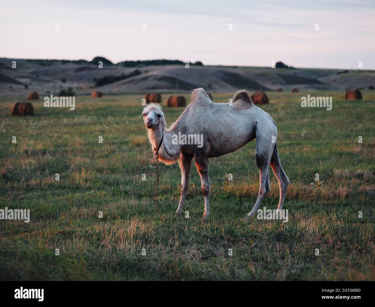 camel in the field walk Safari park Africa Stock Photo - Alamy