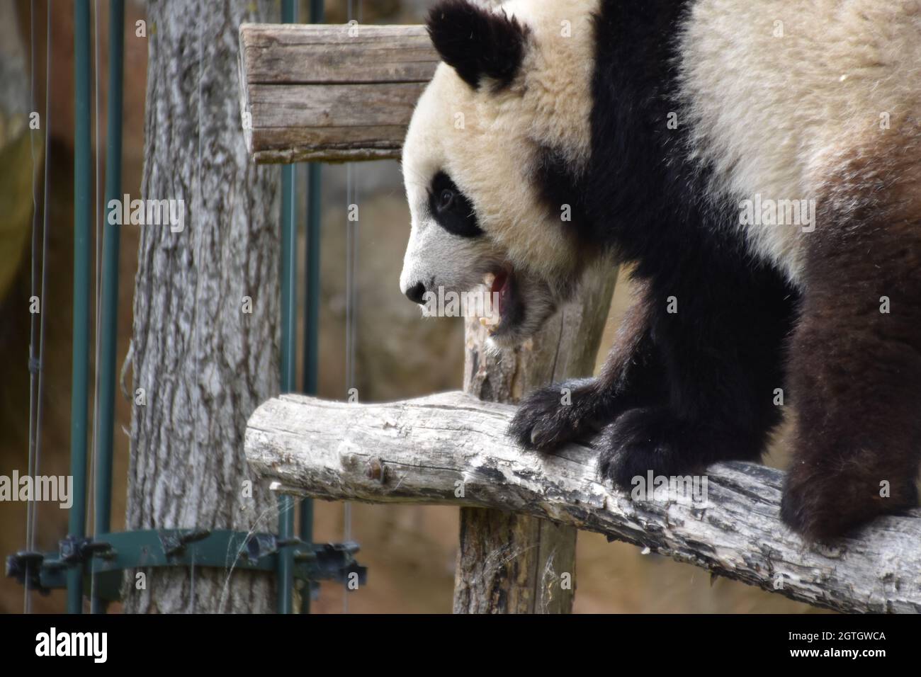 Giant panda zoo europe hi-res stock photography and images - Alamy
