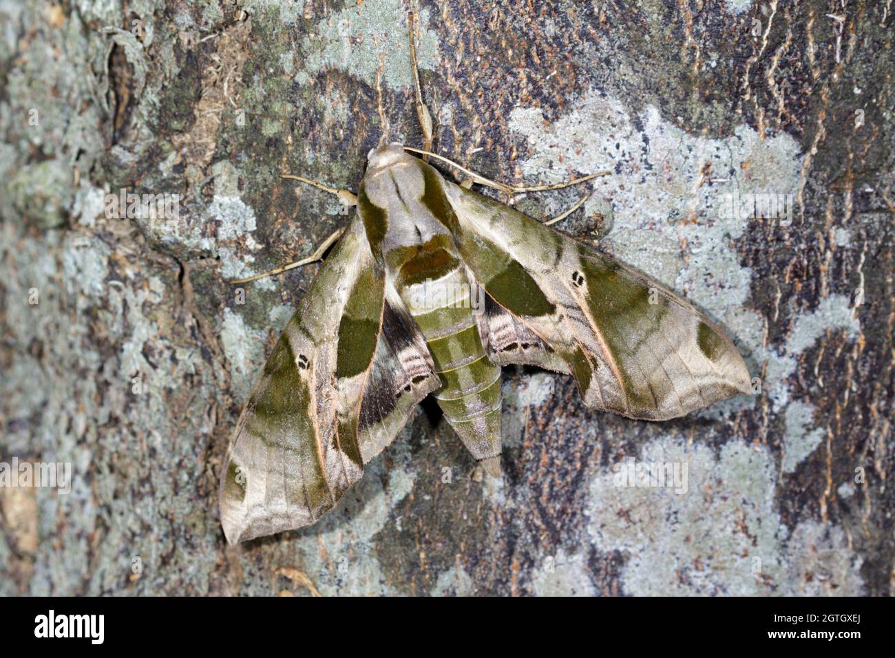 Pandora where hi-res stock photography and images - Alamy