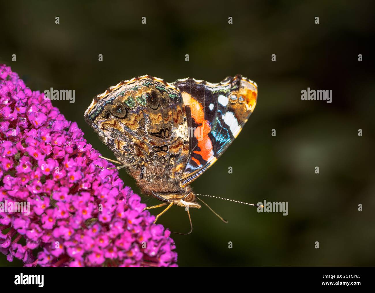 Macro of a painted lady butterfly on a buddleia flower Stock Photo - Alamy