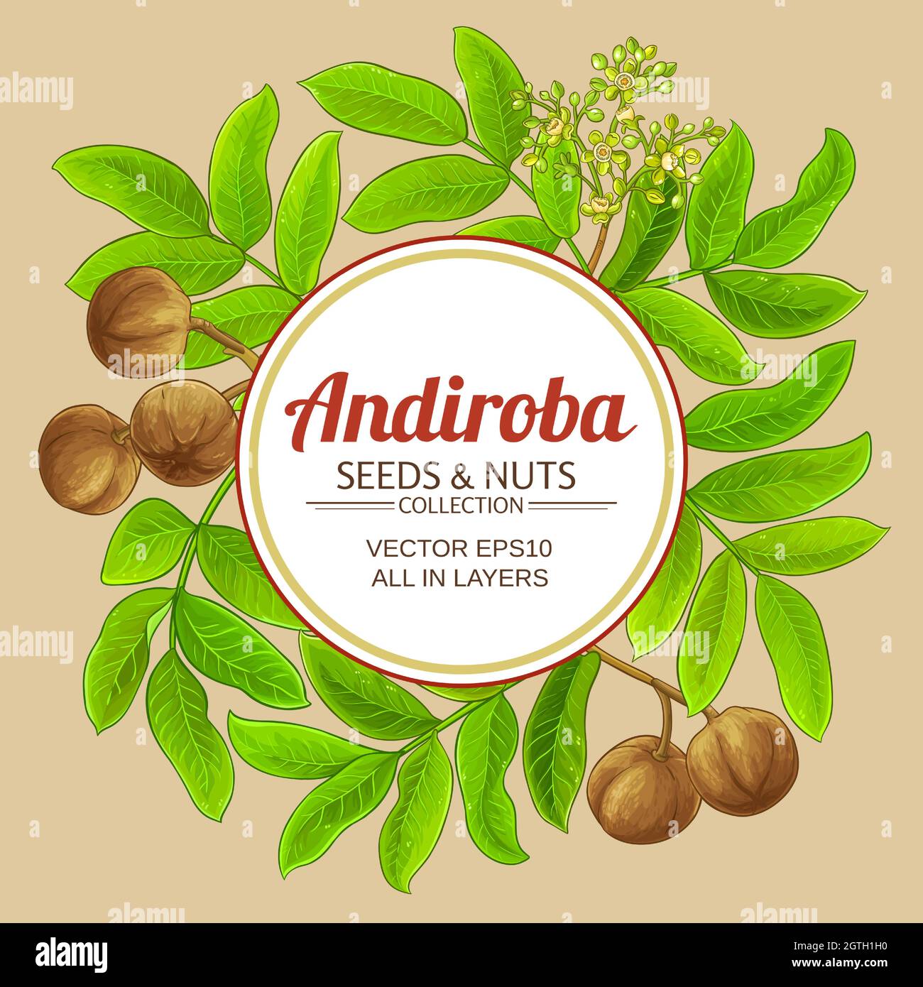 andiroba vector frame on color background Stock Vector Image & Art - Alamy