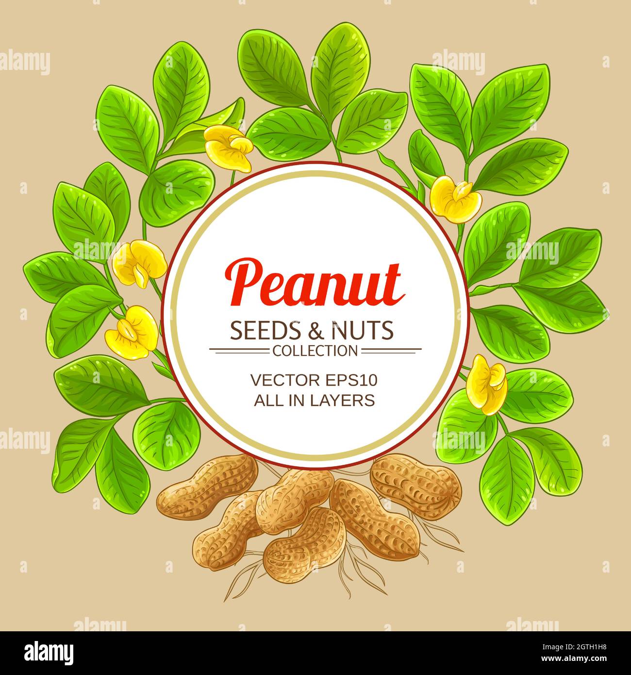 peanut circle vector frame on color background Stock Vector Image & Art ...