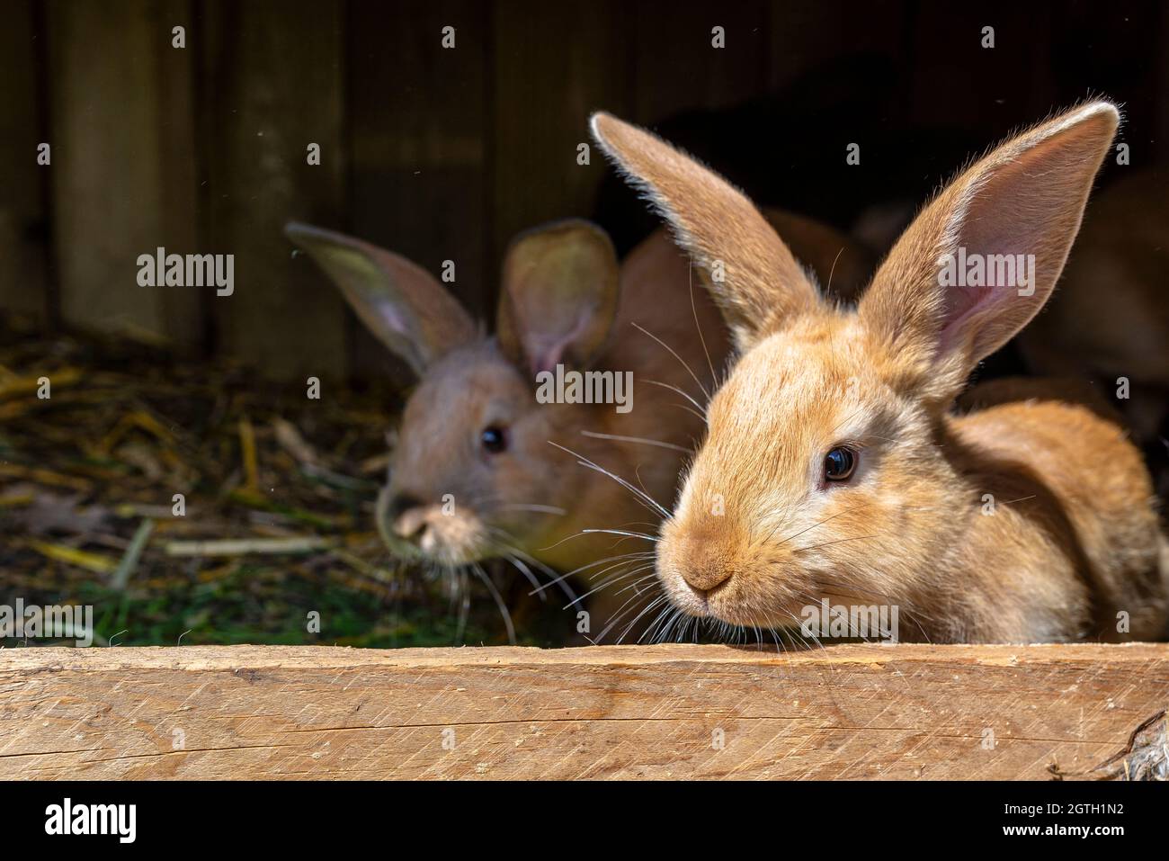 Hare breeding farm hi-res stock photography and images - Alamy