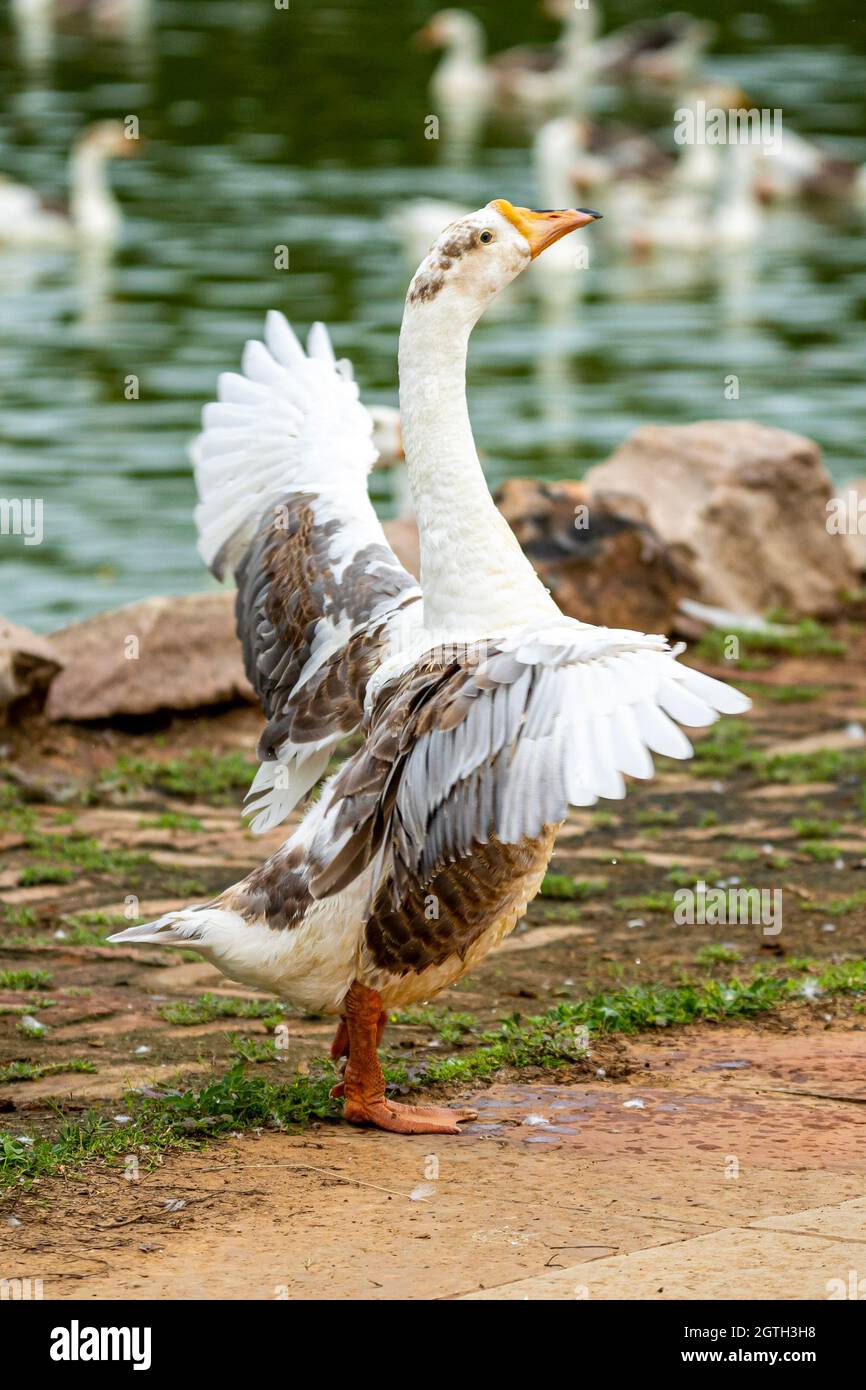 Flaunting bird hi-res stock photography and images - Alamy